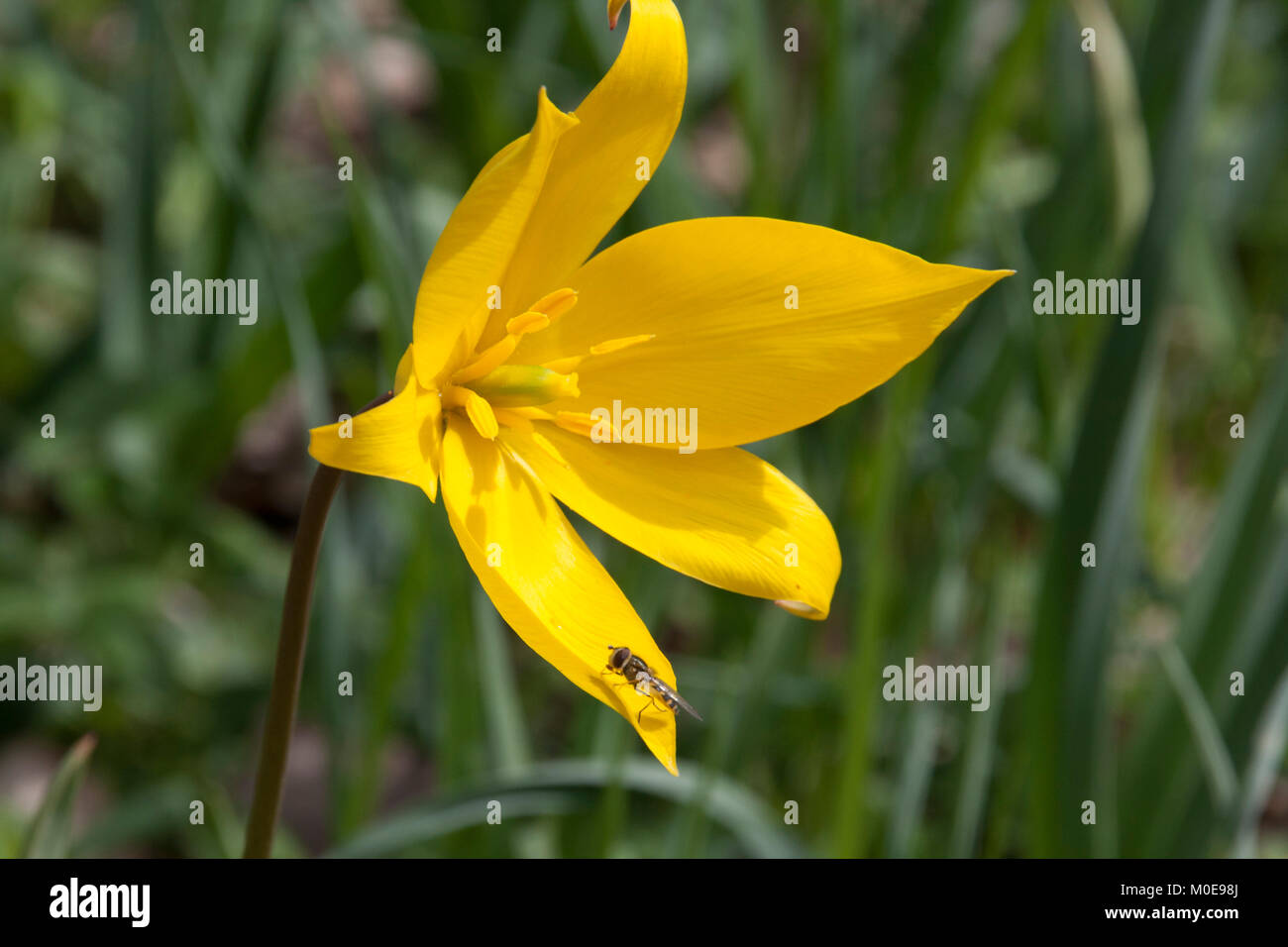Yellow tulipa hi-res stock photography and images - Alamy
