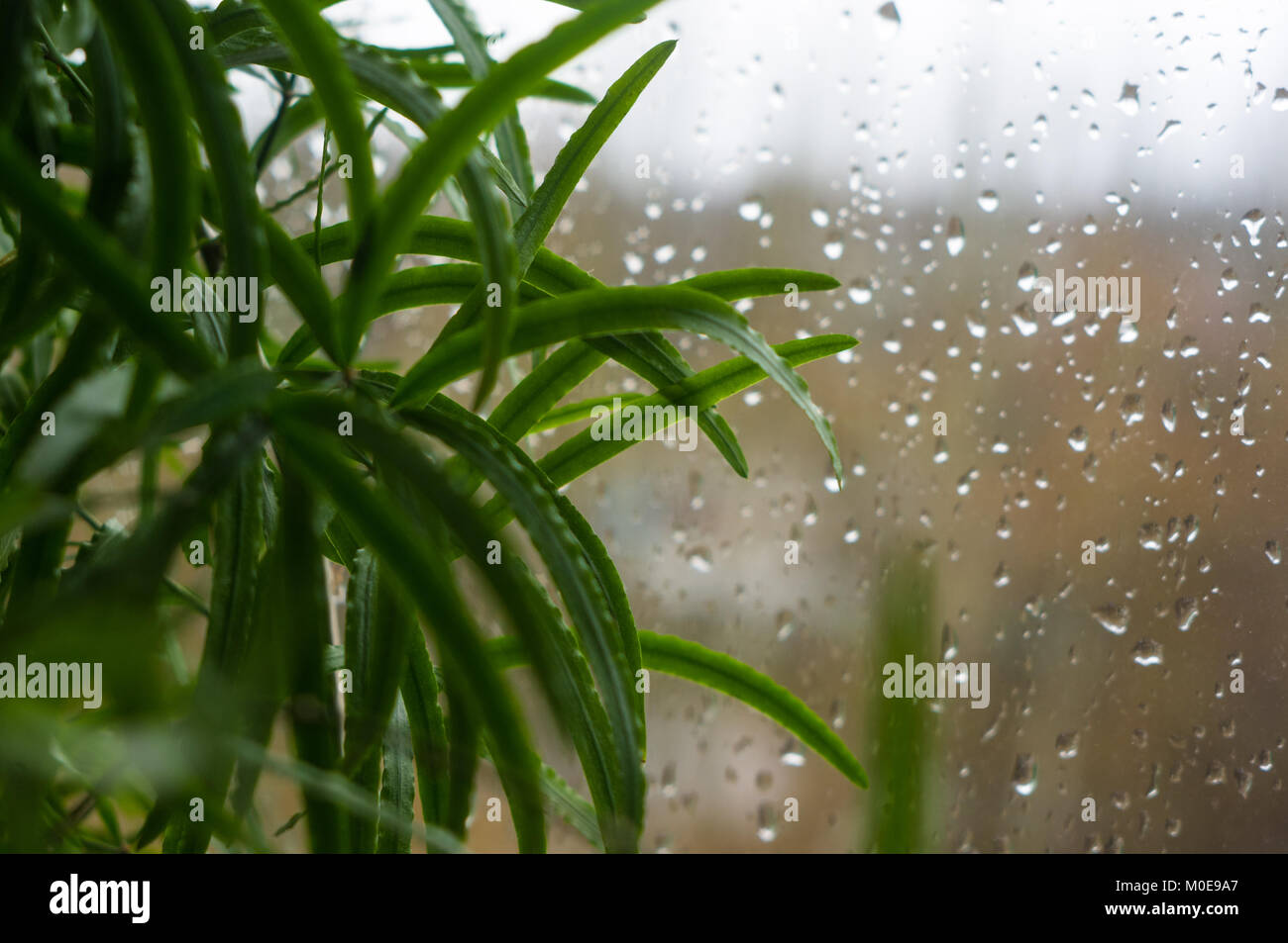 house plants and raindrops on the window glass, close up Stock Photo ...