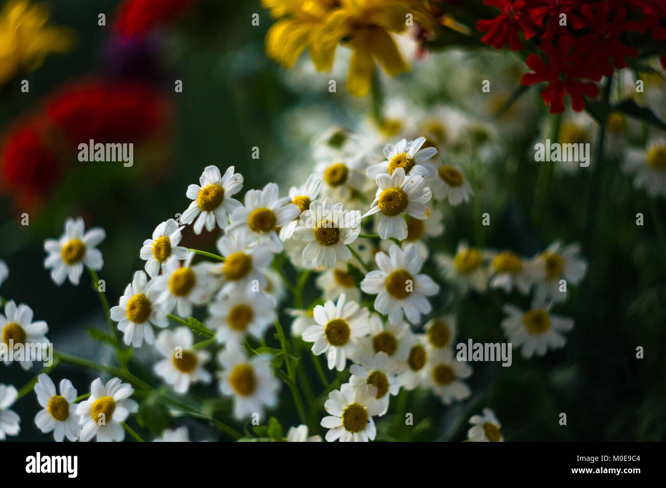 a colorful bouquet of bright spring flowers of various types, close-up ...