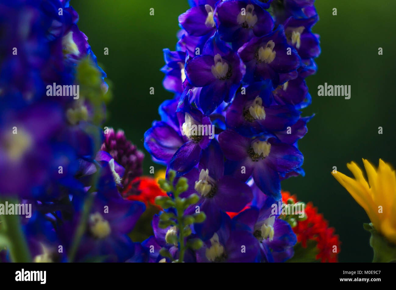 a colorful bouquet of bright spring flowers of various types, close-up ...