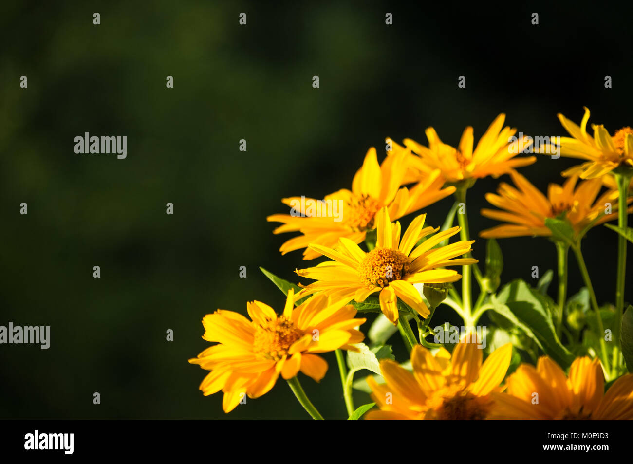 Beautiful bouquet of bright yellow flowers Heliopsis helianthoides on a ...
