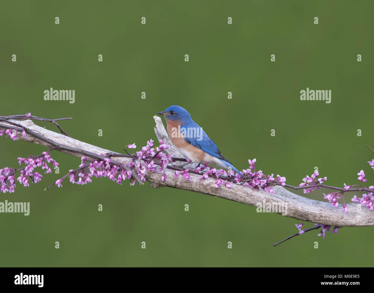 Female Eastern Bluebird perched amid pink blossoms Stock Photo - Alamy