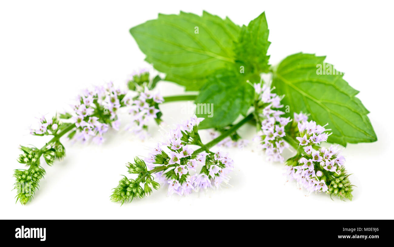 purple peppermint flowers isolated on the white background Stock Photo ...