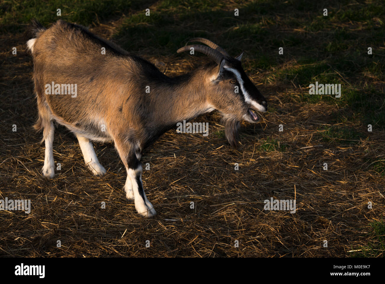 Domestic Goat (Capra hircus) eating Stock Photo - Alamy