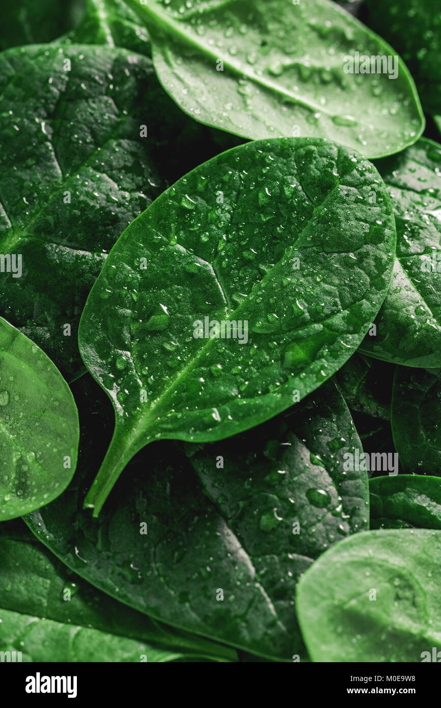 Macro photography of fresh spinach. Concept of organic food Stock Photo ...