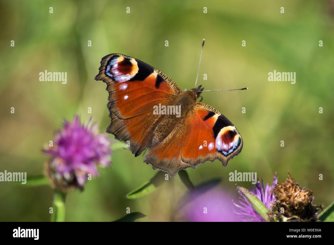 Common irish butterfly hi-res stock photography and images - Alamy