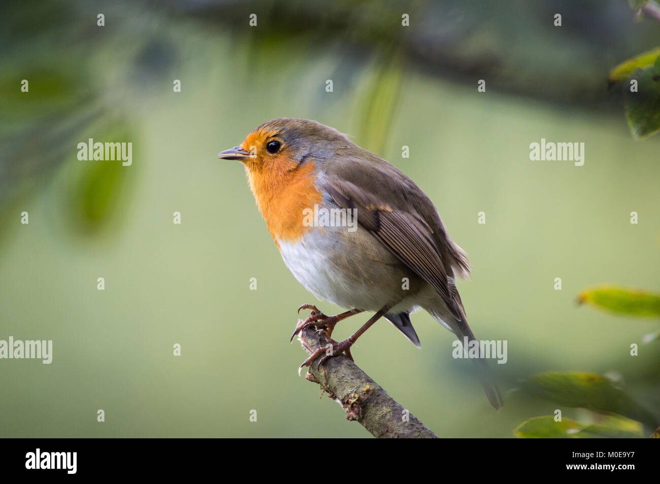 A robin on a branch singing Stock Photo - Alamy