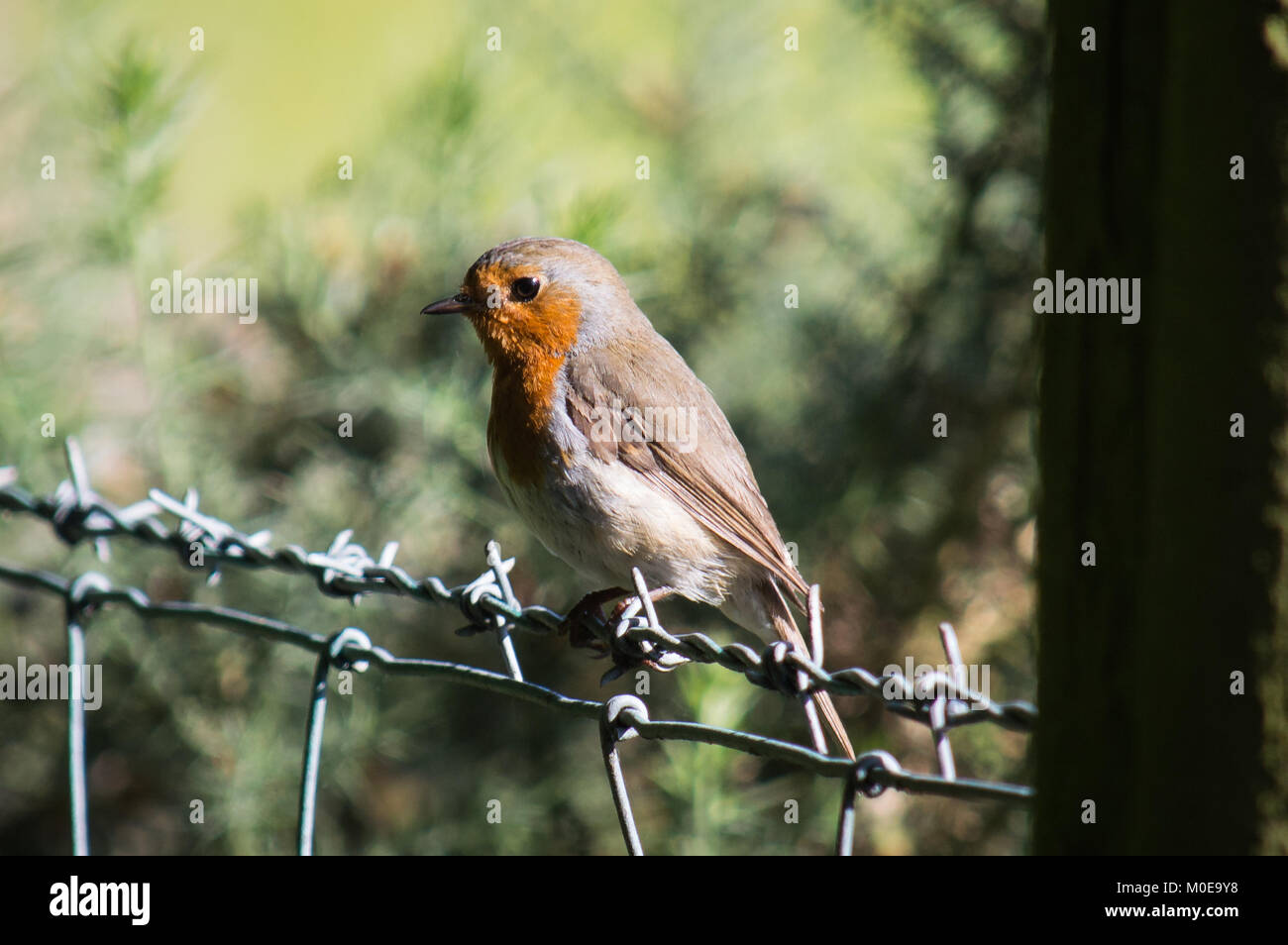 Irish robin hi-res stock photography and images - Alamy