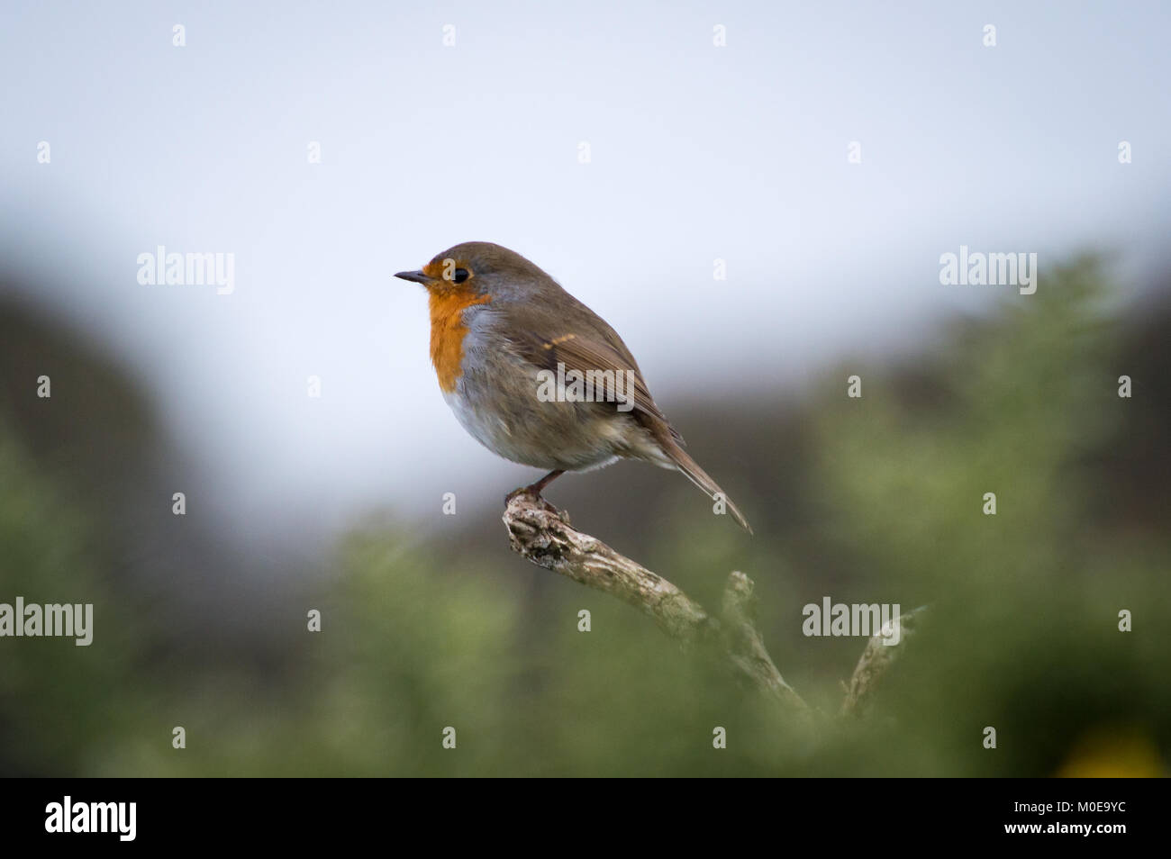 A robin perched on top of a plant Stock Photo - Alamy