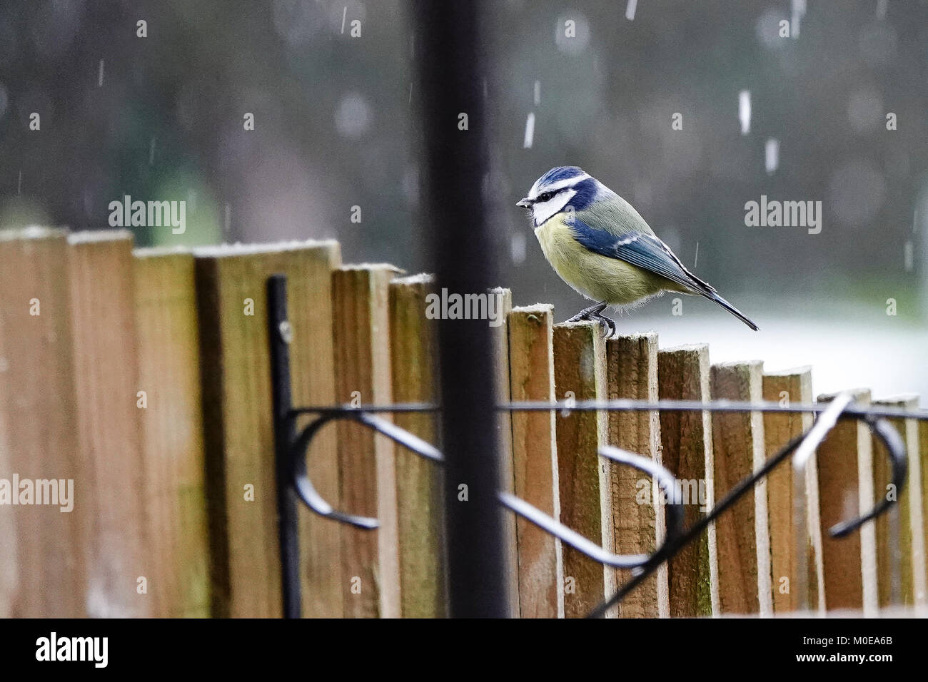 Sycamore Avenue, Godalming. 21st January 2018. Wet weather turned to ...