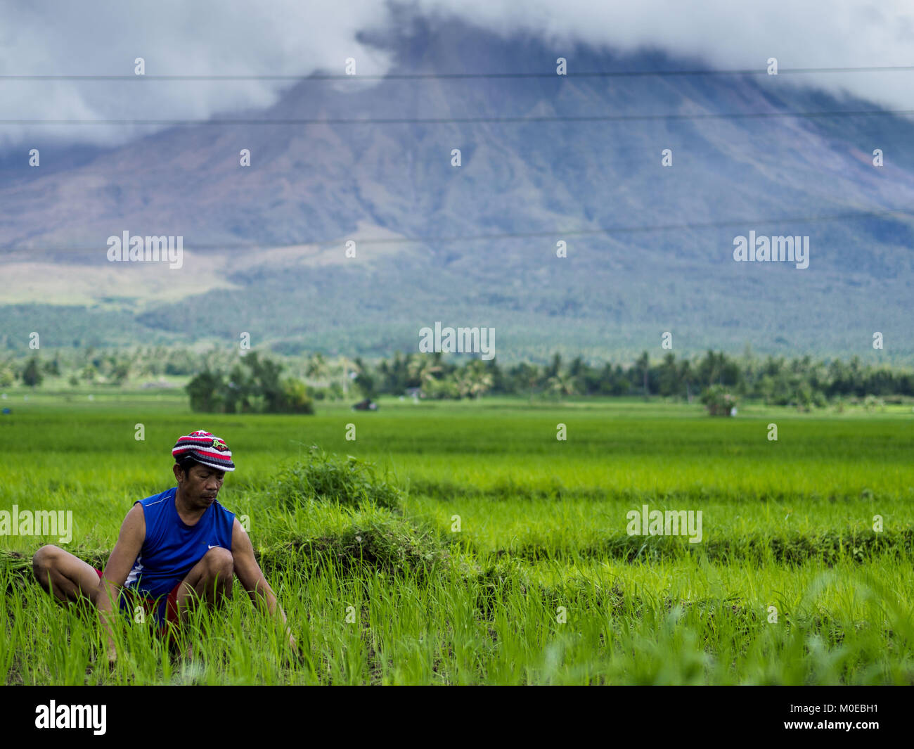 Camalig, Albay, Philippines. 21st Jan, 2018. A man plants baby rice in ...