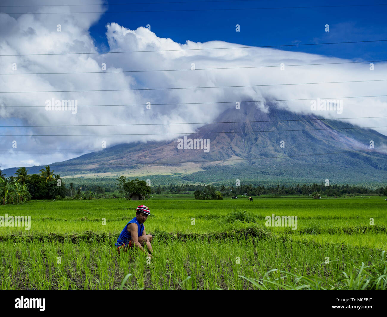 Camalig, Albay, Philippines. 21st Jan, 2018. A man plants baby rice in ...