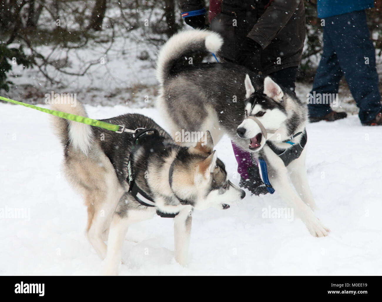 Drumpellier country park hi-res stock photography and images - Alamy