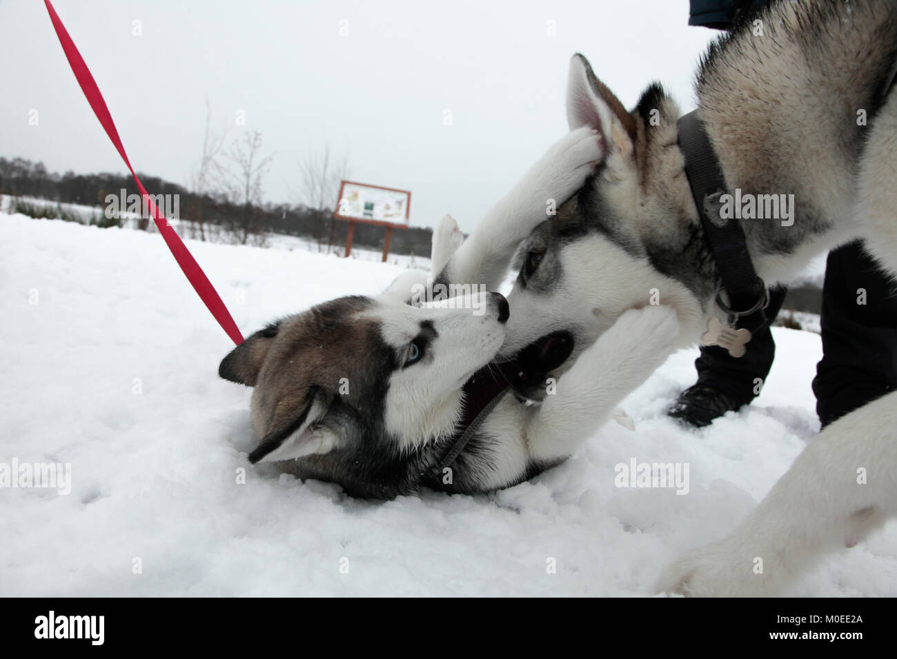 Drumpellier country park hi-res stock photography and images - Alamy
