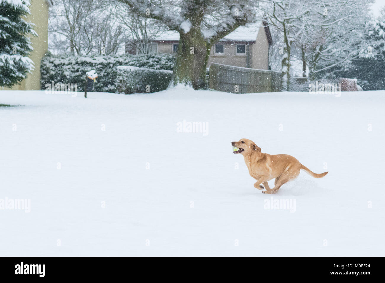 Dog having fun playing in snow Stock Photo - Alamy