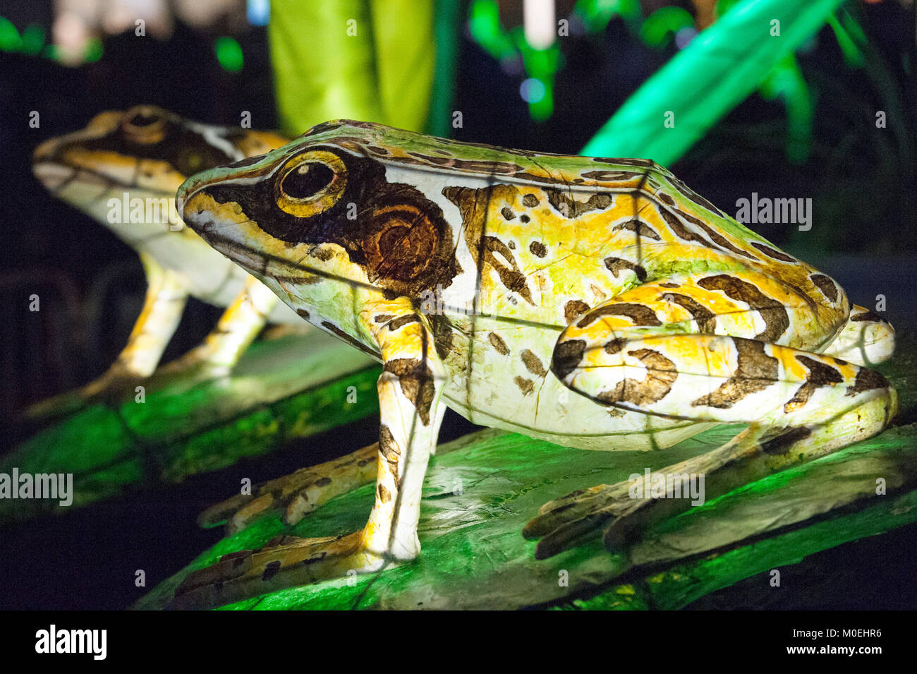 Glow frogs hi-res stock photography and images - Alamy