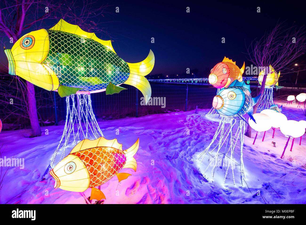Harbin, China. 22nd Jan, 2018. Various fish lanterns can be seen at the ...