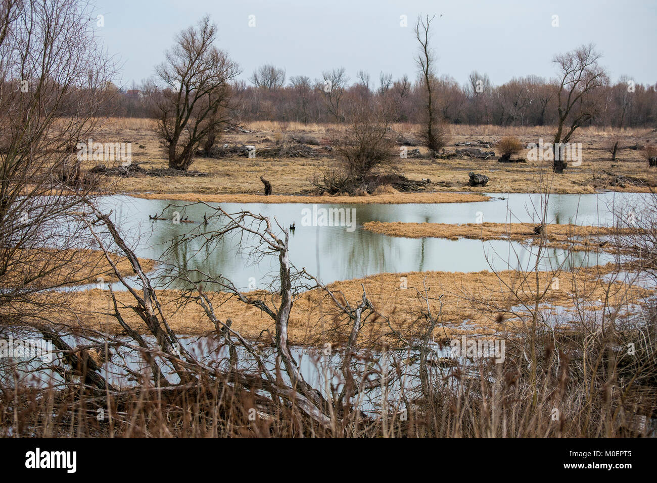 Trees and branches in a swamp during the winter Stock Photo - Alamy