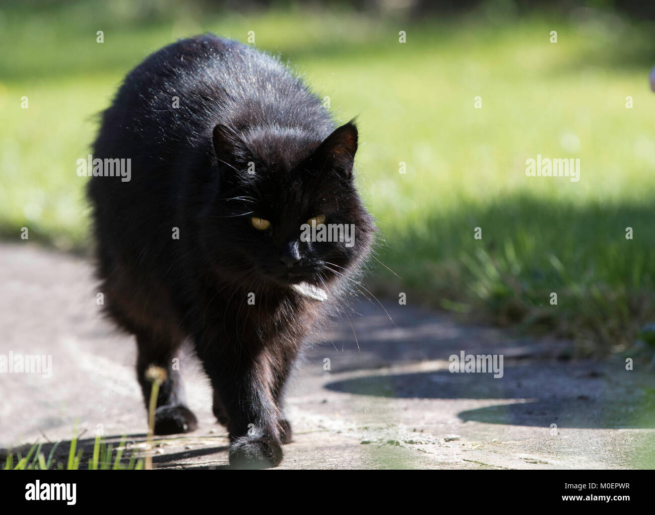 Proud cat hi-res stock photography and images - Alamy