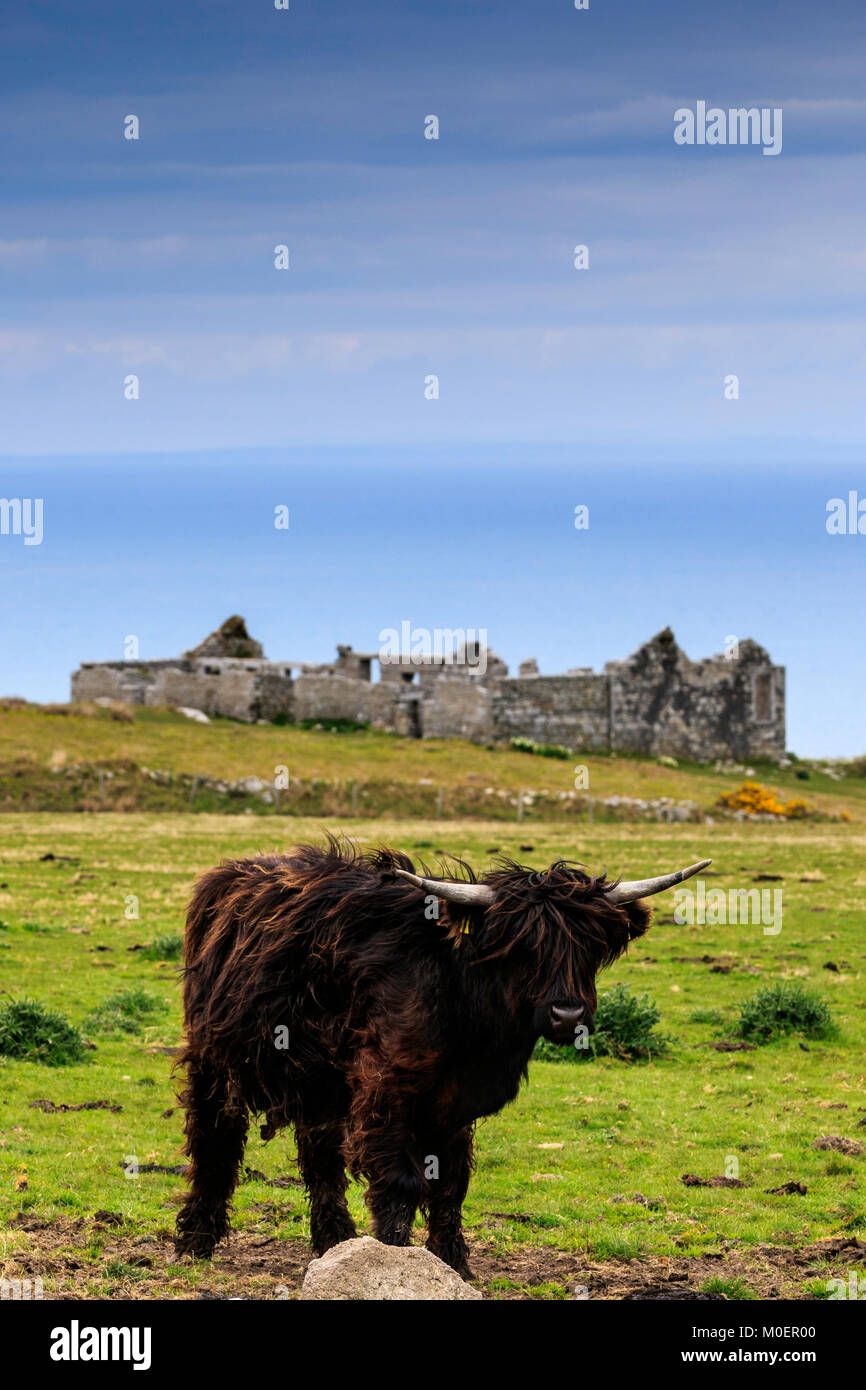 Devon island and wildlife hi-res stock photography and images - Alamy