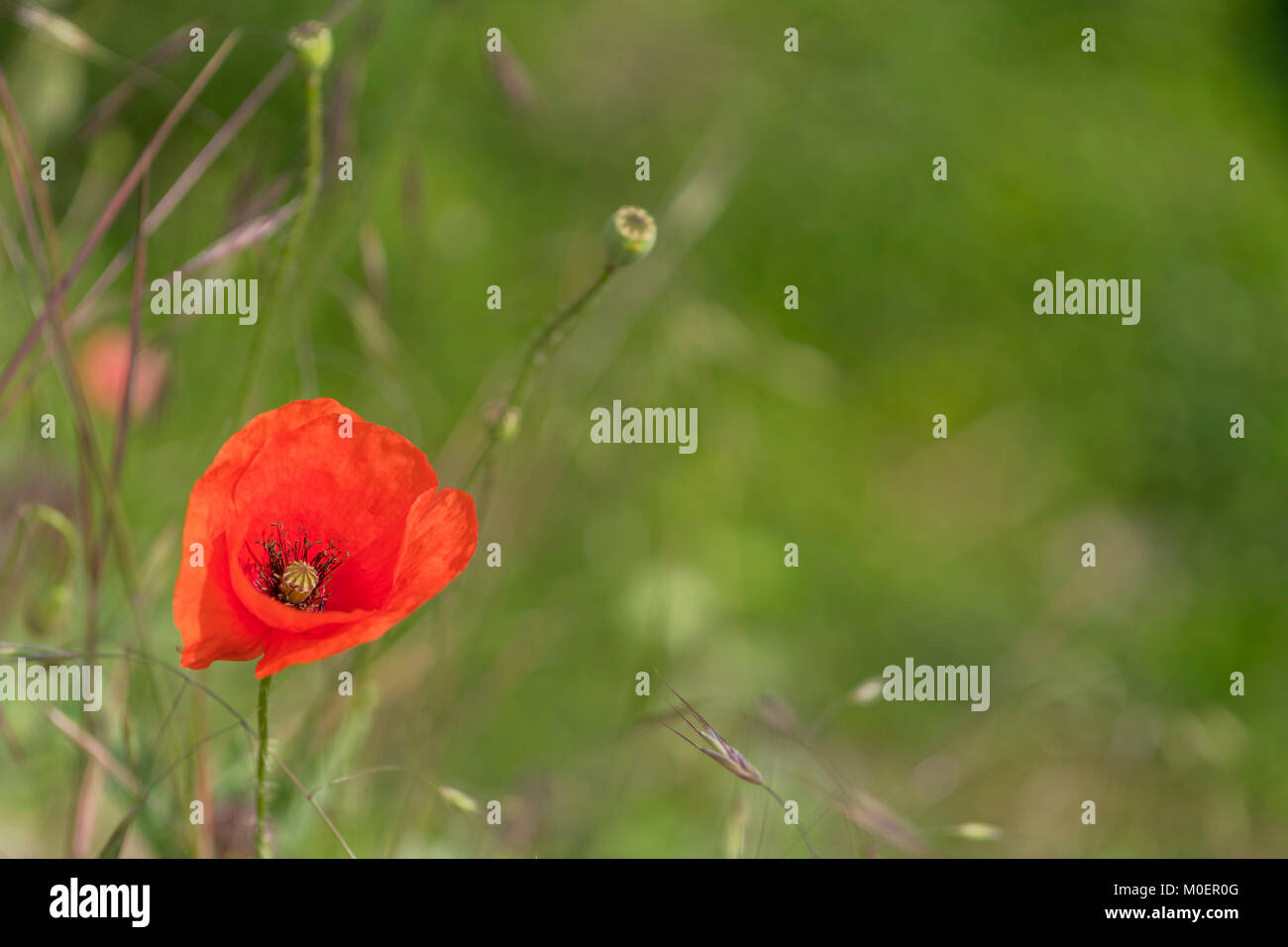 Poppy flowers meadow hi-res stock photography and images - Alamy