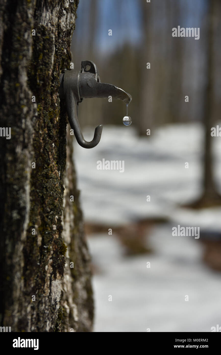 Tapped maple tree hi-res stock photography and images - Alamy
