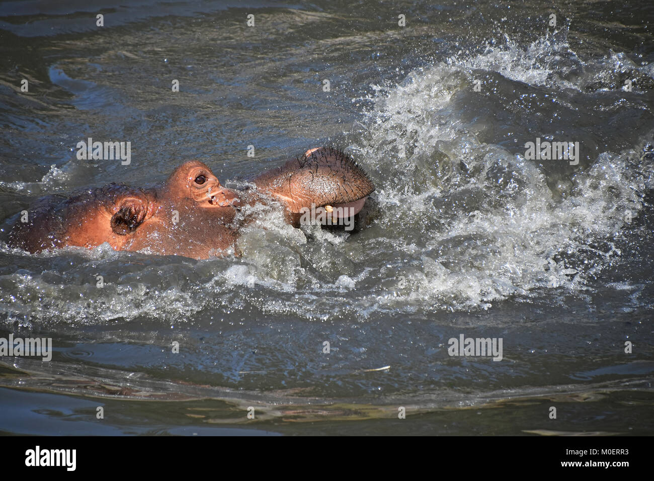 Couple of hippos swim and play in water Stock Photo - Alamy