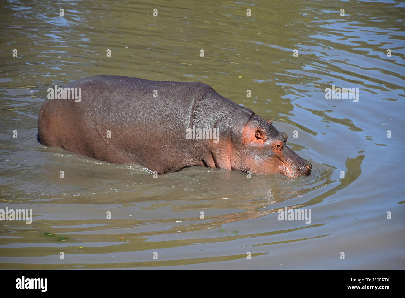 One hippo swims and walks in water Stock Photo - Alamy