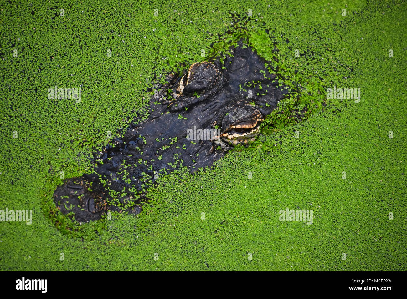 Close up portrait of alligator crocodile looking out of green duckweed ...