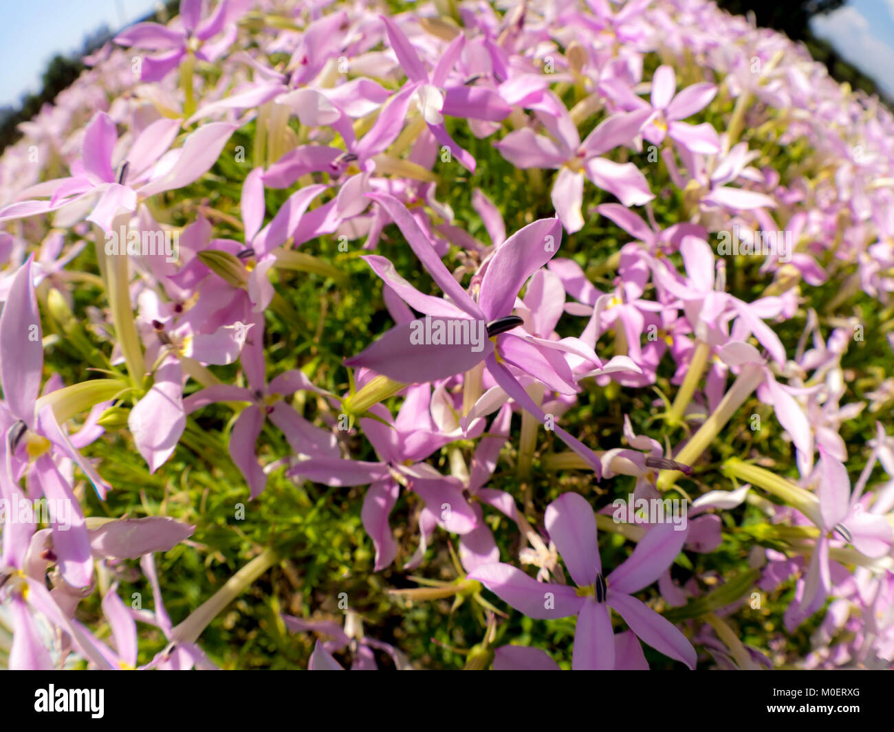 Fish eye growth hi-res stock photography and images - Alamy