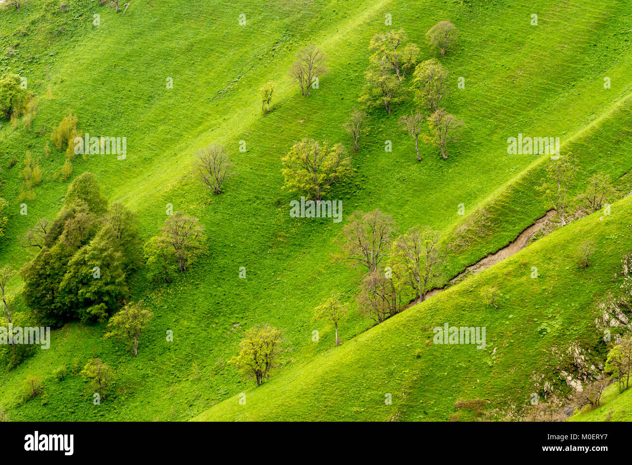 Green hill with trees. Natural background Stock Photo - Alamy