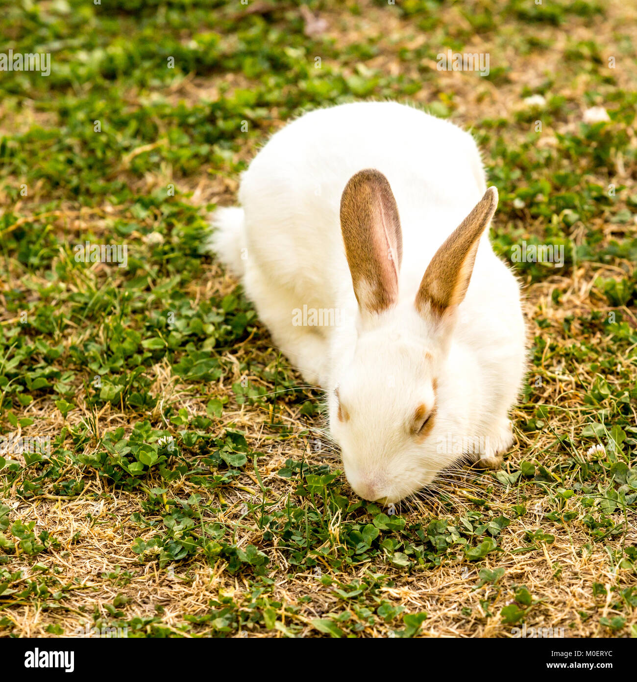 White rabbit (Oryctolagus cuniculus) sitting on the green grass Stock ...