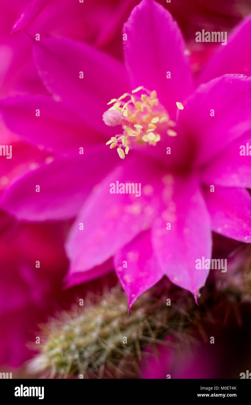 Detail from the pink cactus flower Stock Photo - Alamy