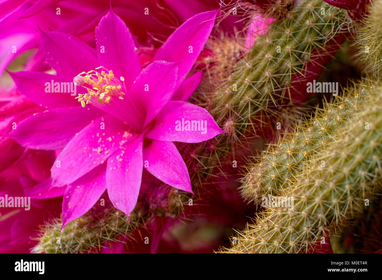 Detail from the pink cactus flower Stock Photo - Alamy