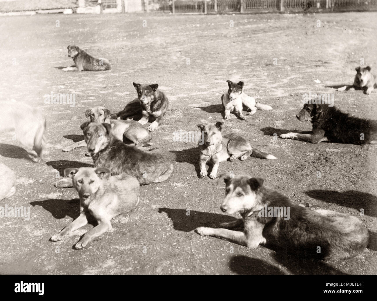 Street dogs 19th century hi-res stock photography and images - Alamy