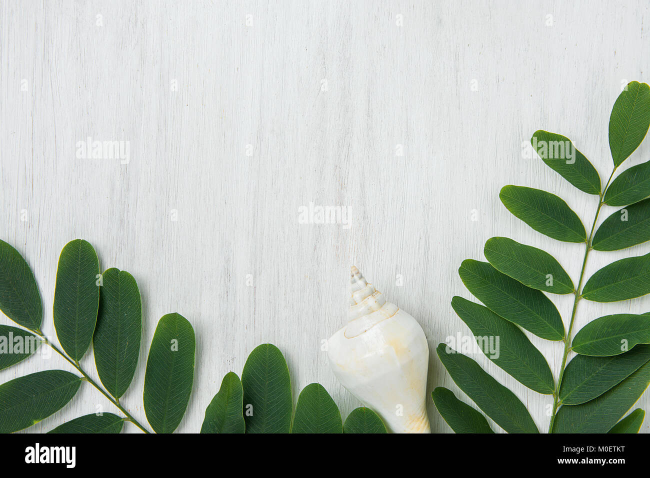 Beautiful Spiral Sea Shell Locust Tree Branches with Green Leaves on ...