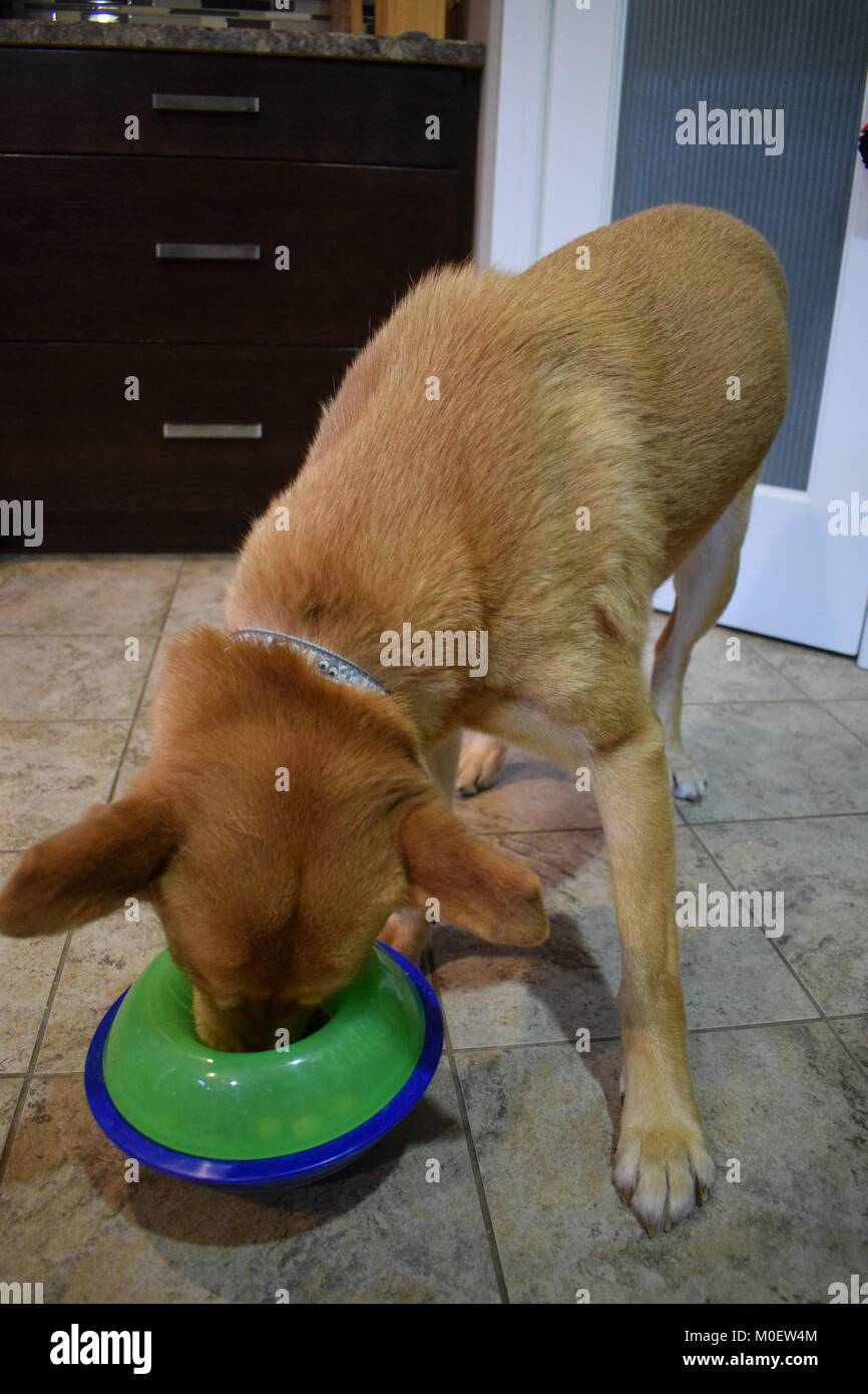 Dog eating from bowl Stock Photo - Alamy