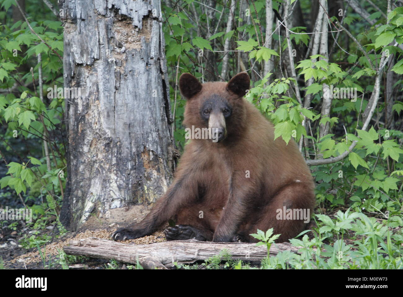 American black bear log hi-res stock photography and images - Alamy