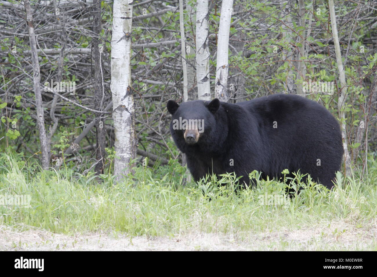 Huge black bear standing within the poplar trees Stock Photo - Alamy