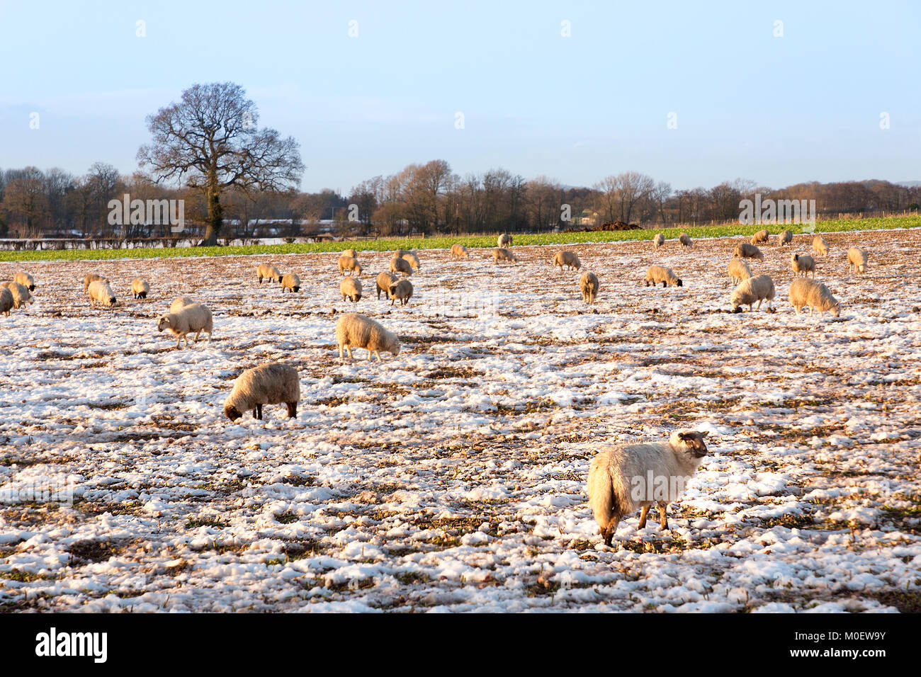 Farm snow uk hi-res stock photography and images - Alamy