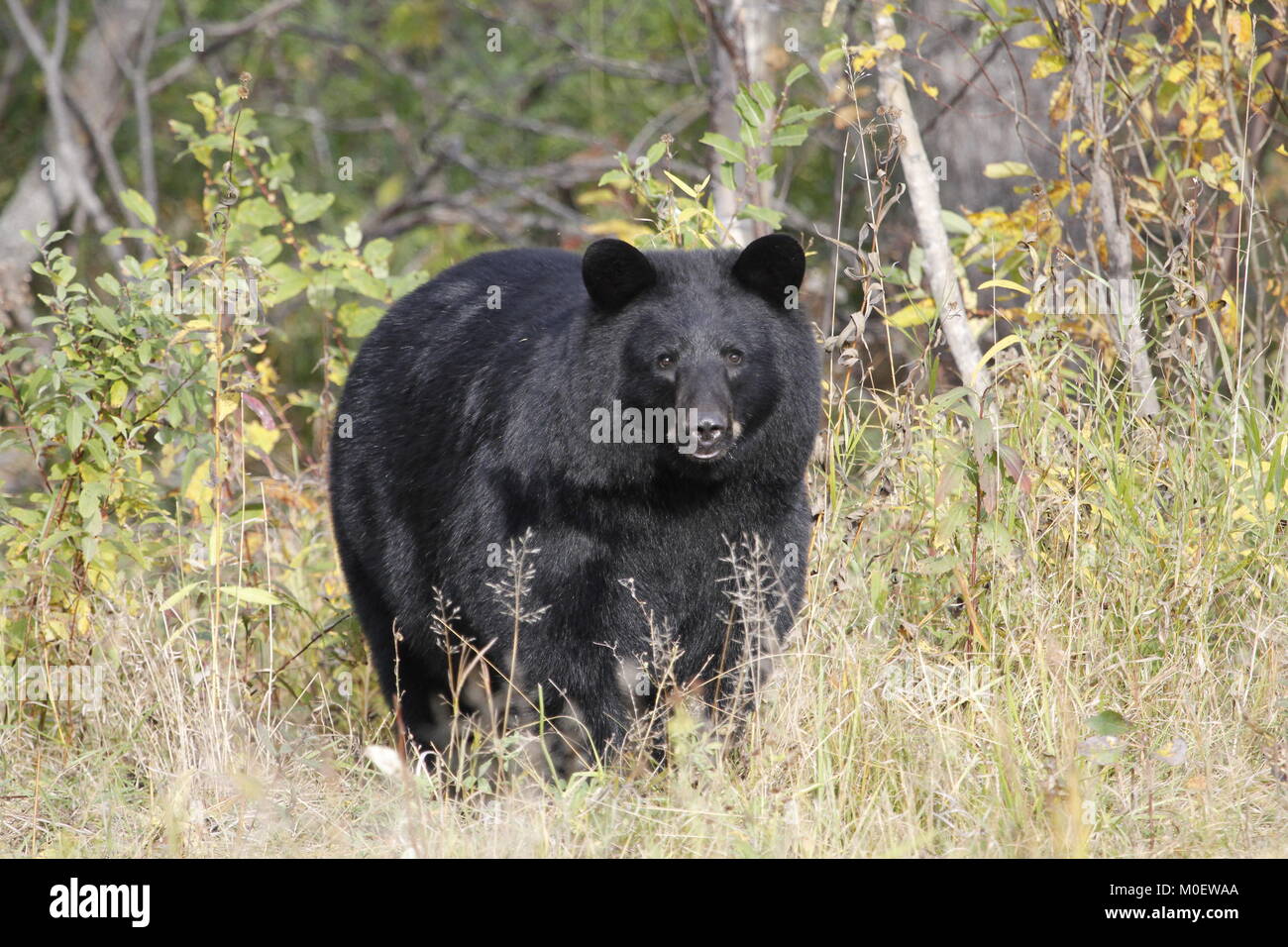 Wild black bear standing within colorful foliage in its natural habitat ...