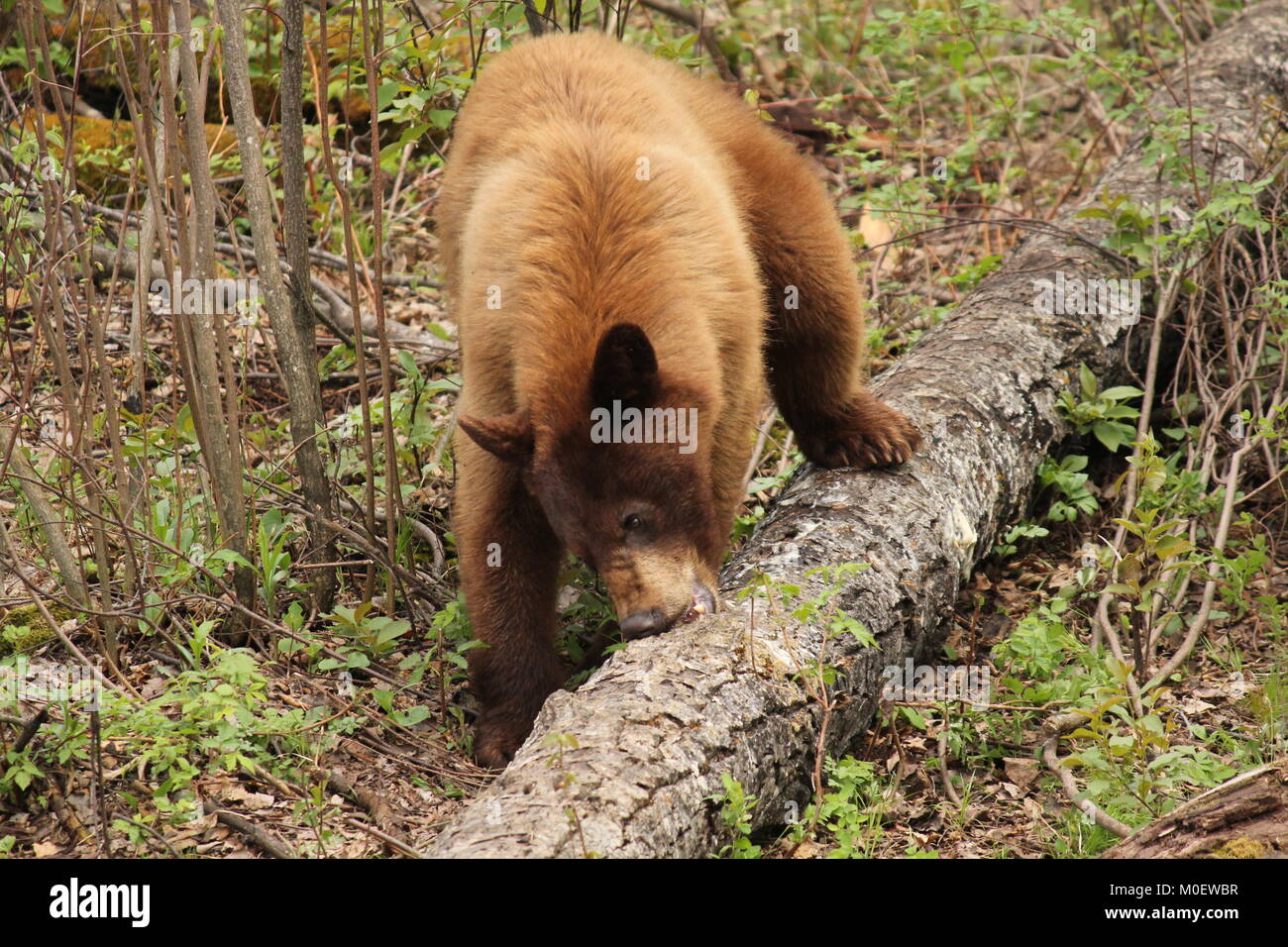 Brown bears on a log hi-res stock photography and images - Alamy