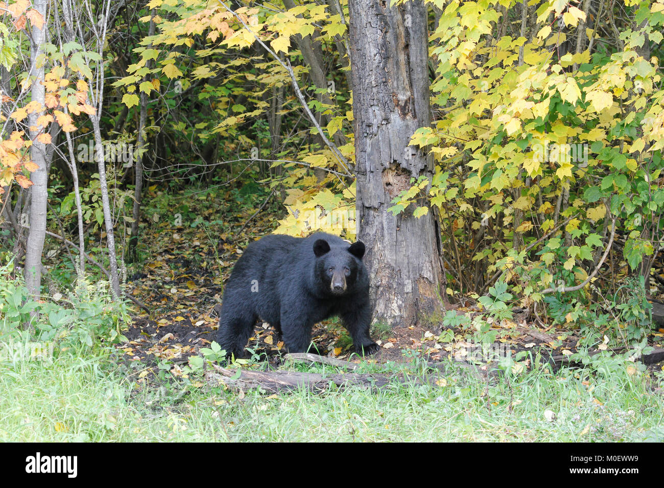 Beautiful fall pictures hi-res stock photography and images - Alamy