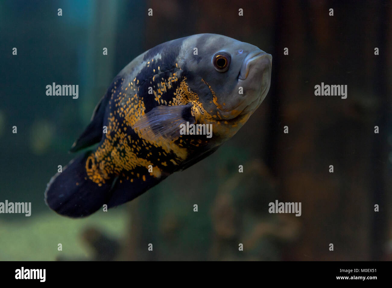 Astronotus Brindle Oscar ( Astronotus ocellatus Stock Photo - Alamy