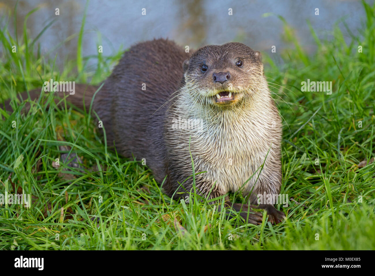 Otter Uk High Resolution Stock Photography and Images - Alamy