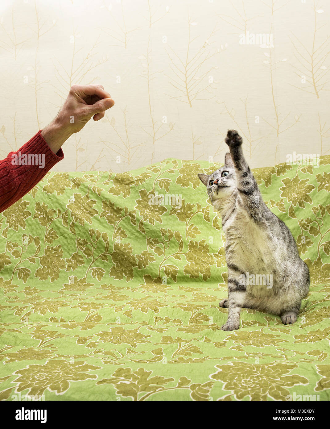 Man playing with a cat Stock Photo - Alamy