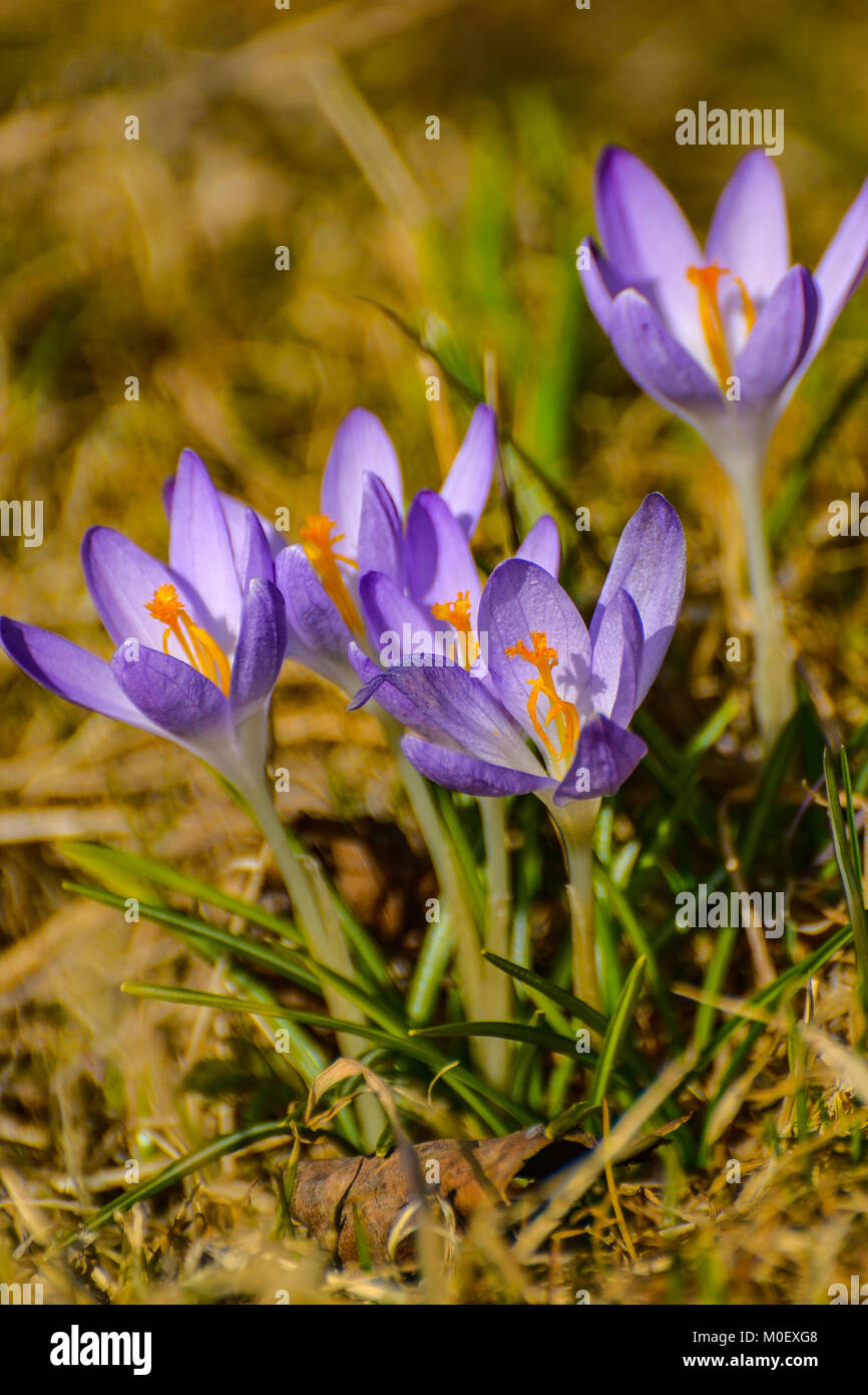 Spring flowers crocuses growing in the country Stock Photo - Alamy