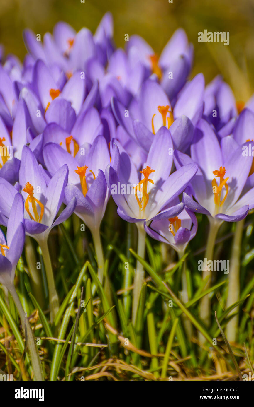 Spring flowers crocuses growing in the country Stock Photo - Alamy