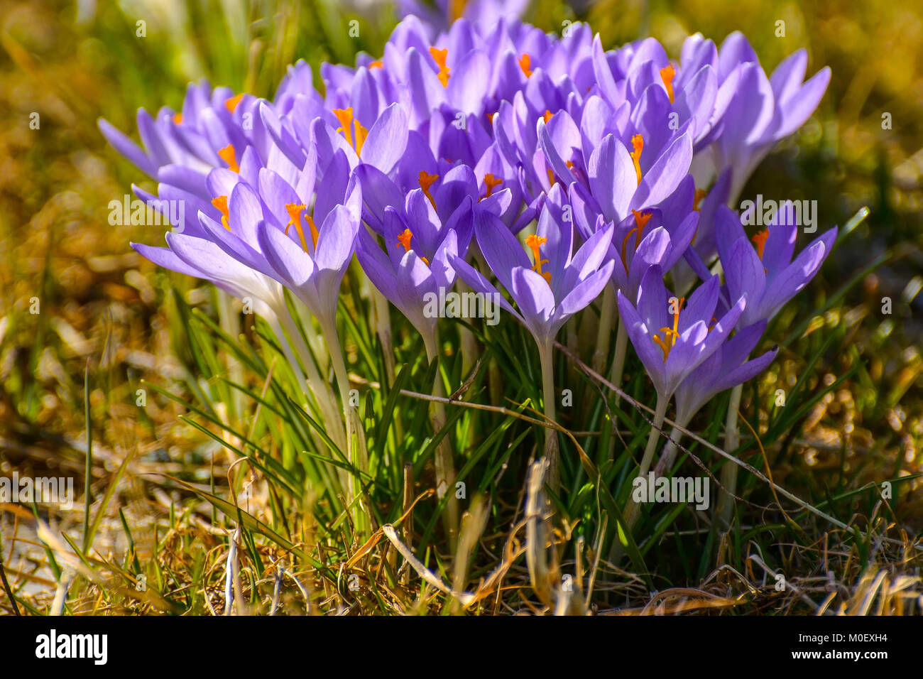 Spring flowers crocuses growing in the country Stock Photo - Alamy
