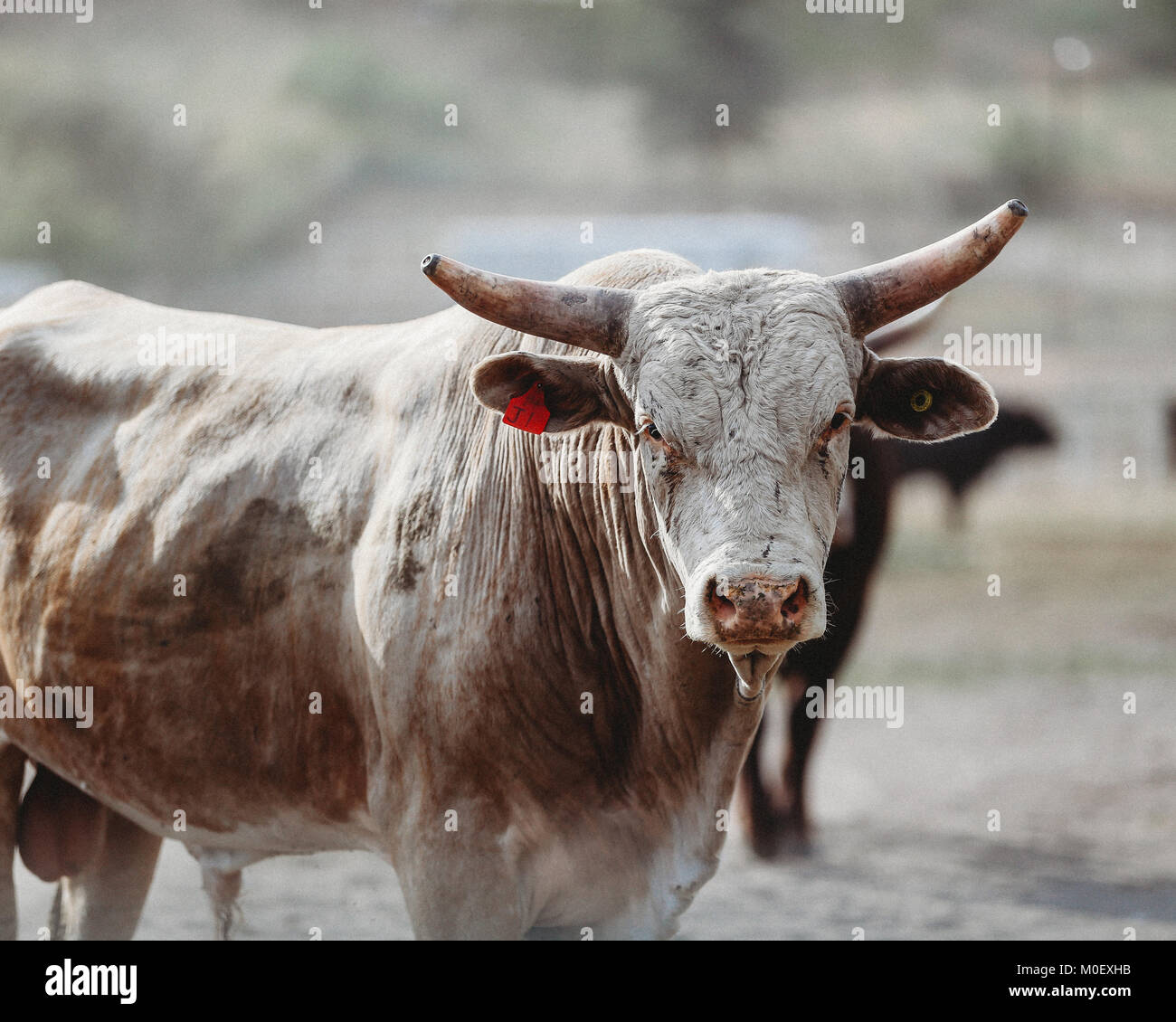 Close-up of a bull Stock Photo - Alamy